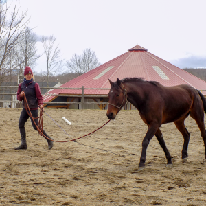 Gallery - Horse Rescue, Horses with Hope