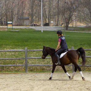 Gallery - Horse Rescue, Horses with Hope