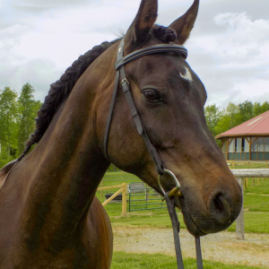 Gallery - Horse Rescue, Horses with Hope