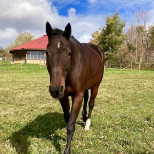 Gallery - Horse Rescue, Horses with Hope