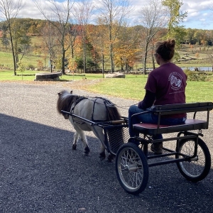 Gallery - Horse Rescue, Horses with Hope