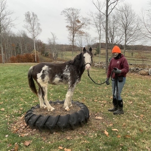 Gallery - Horse Rescue, Horses with Hope
