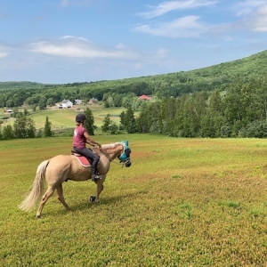 Gallery - Horse Rescue, Horses with Hope