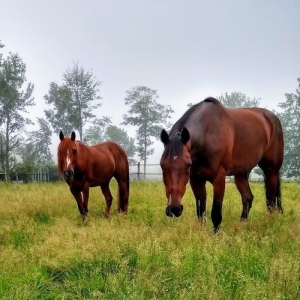 Gallery - Horse Rescue, Horses with Hope