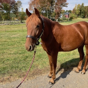 Gallery - Horse Rescue, Horses with Hope
