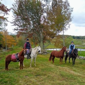Gallery - Horse Rescue, Horses with Hope