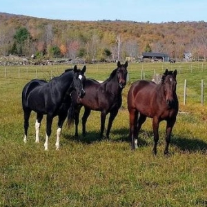 Gallery - Horse Rescue, Horses with Hope