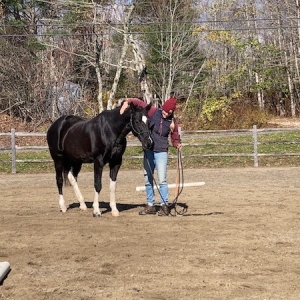 Gallery - Horse Rescue, Horses with Hope