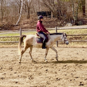 Gallery - Horse Rescue, Horses with Hope