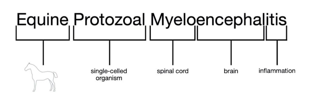 EPM: (Almost) Everything You Need to Know - Horse Rescue, Horses with Hope