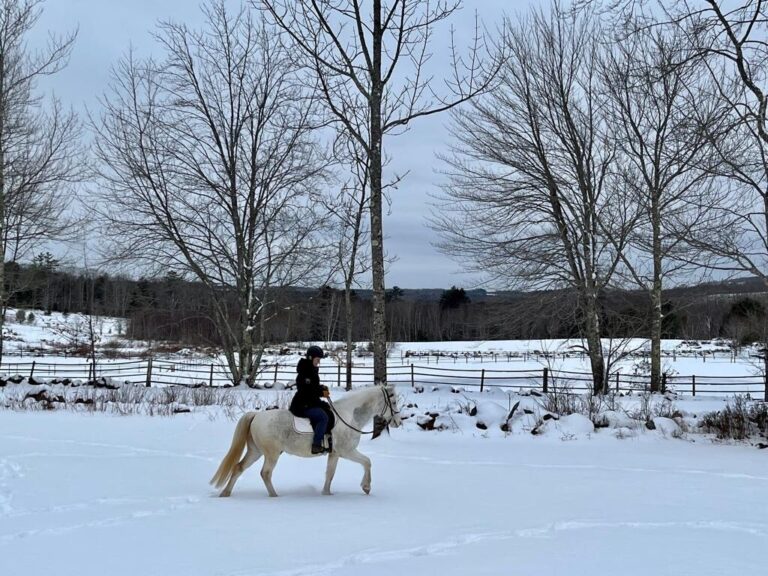 Sydin- Sanctuary - Horse Rescue, Horses with Hope