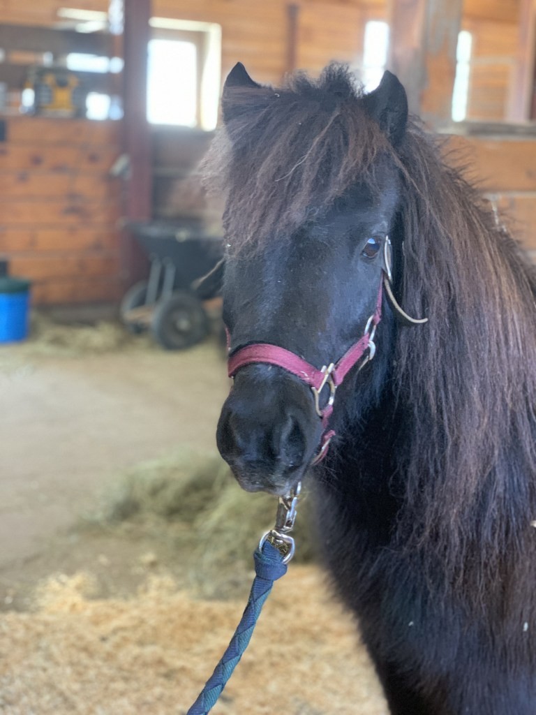 Wee Man - Horse Rescue, Horses with Hope